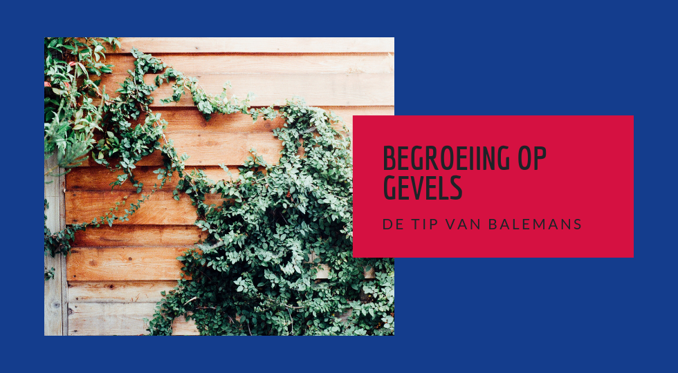 Voorkom schade: houd gevels en daken vrij van begroeiing